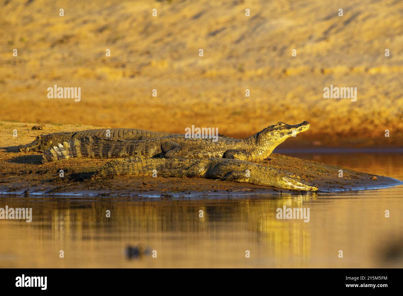 Spectacled caiman (Caiman crocodilius) Pantanal Brazil Stock Photo - Alamy