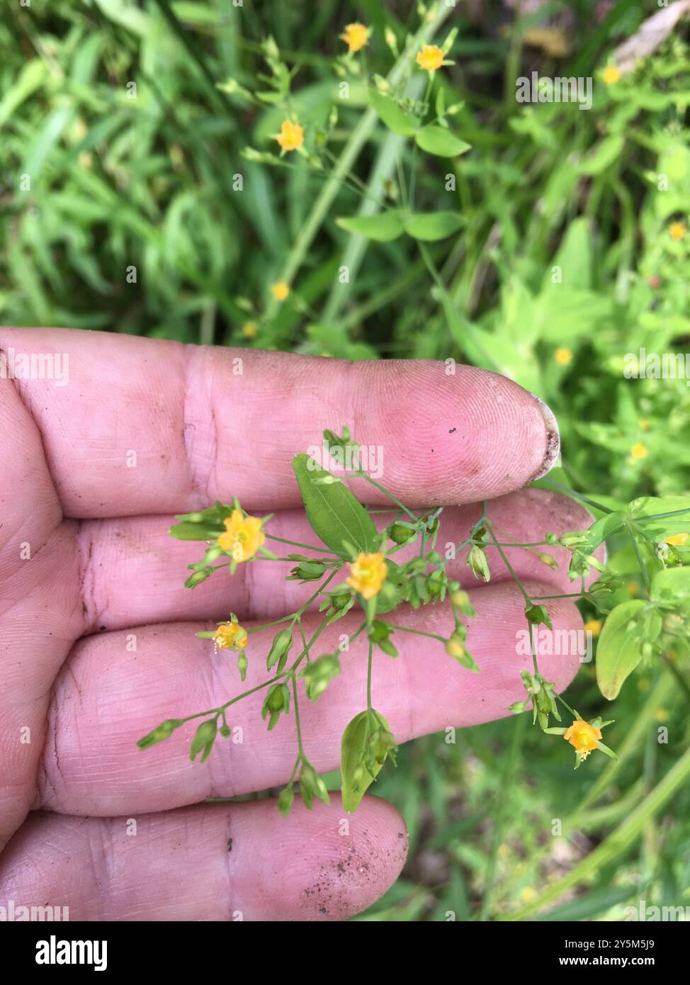 Dwarf St. John's Wort (Hypericum mutilum) Plantae Stock Photo - Alamy