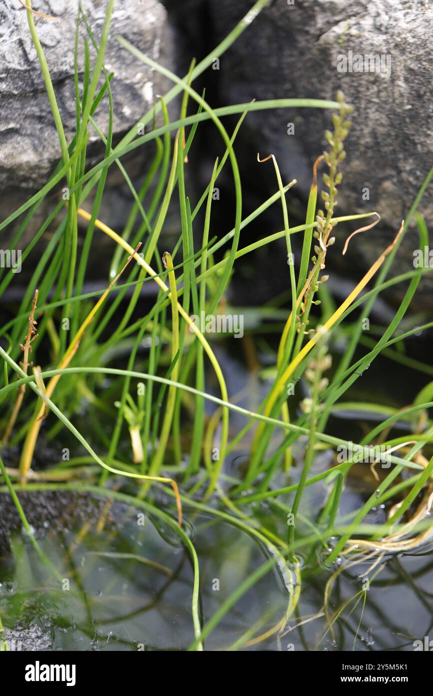 common arrowgrass (Triglochin maritima) Plantae Stock Photo - Alamy