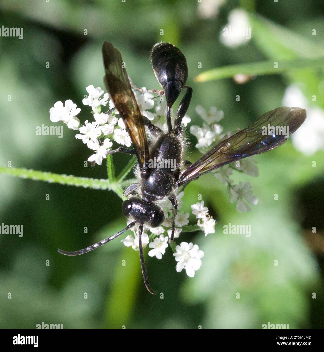 Grass-carrying Wasps (Isodontia) Insecta Stock Photo - Alamy