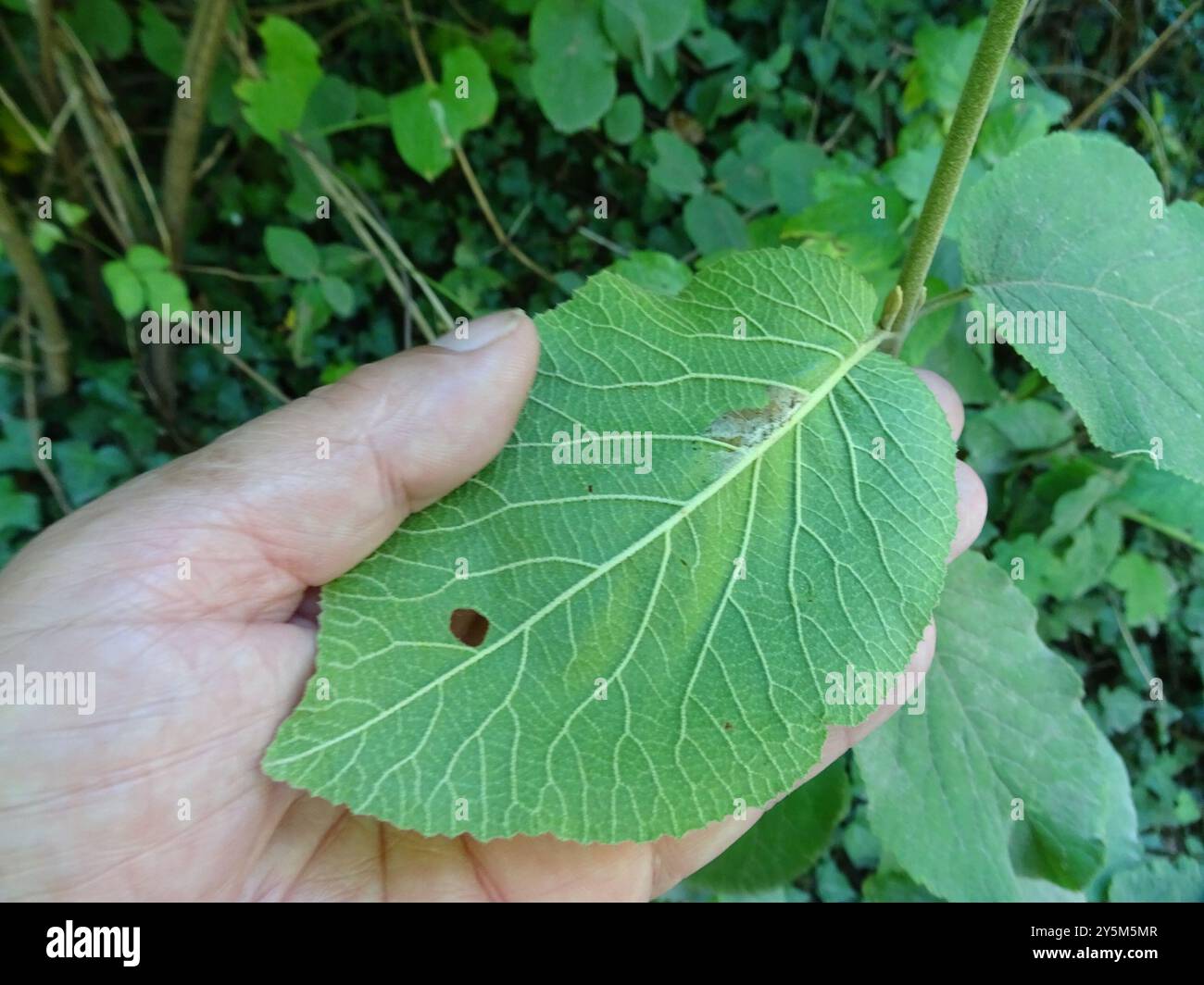 Wayfaring-tree (Viburnum lantana) Plantae Stock Photo - Alamy