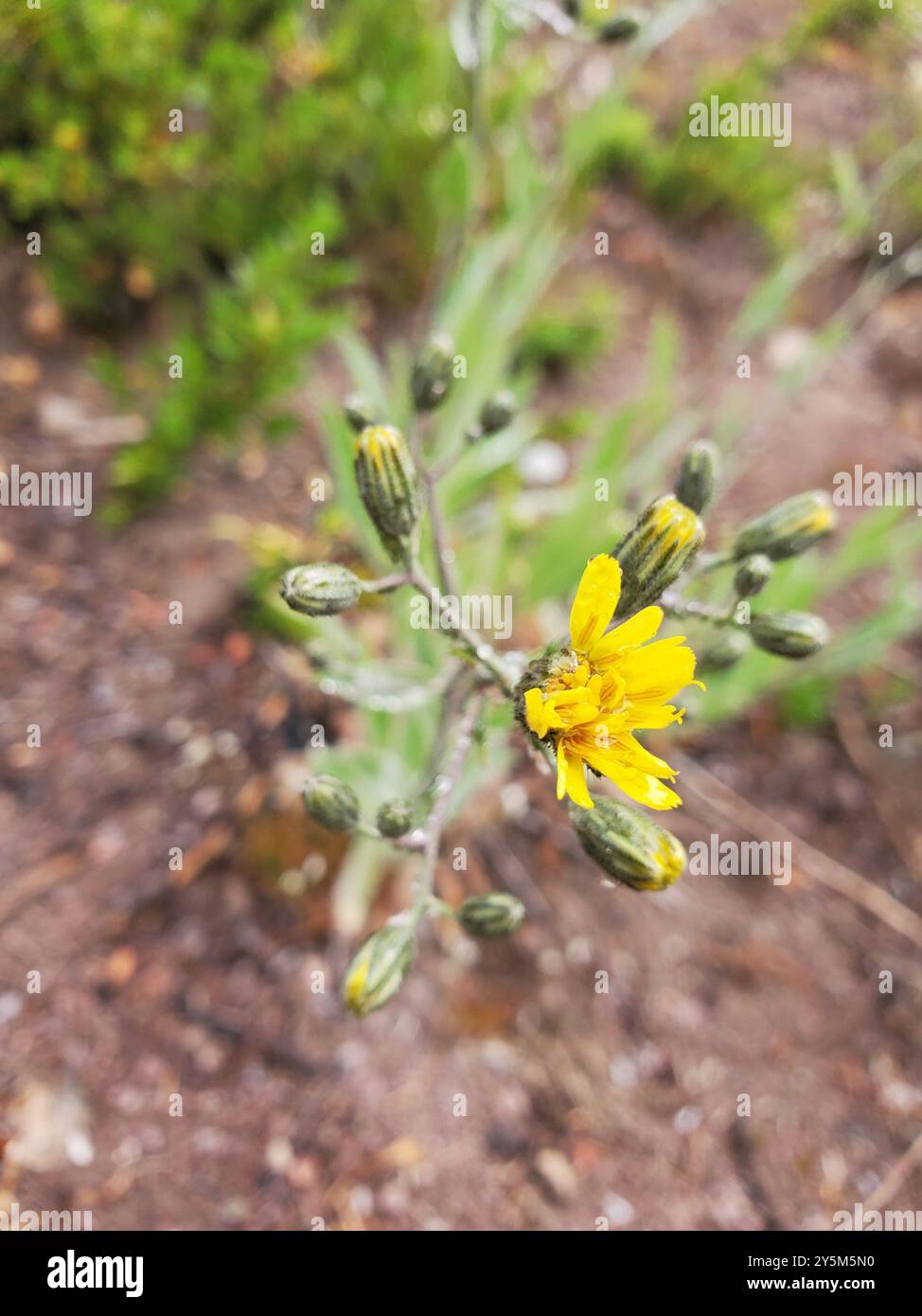 narrow-leaved hawksbeard (Crepis tectorum) Plantae Stock Photo - Alamy