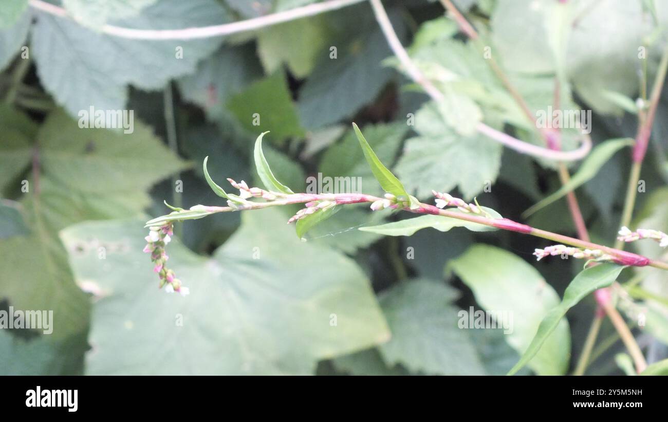 waterpepper (Persicaria hydropiper) Plantae Stock Photo - Alamy