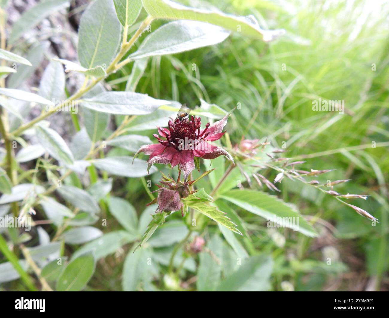 marsh cinquefoil (Comarum palustre) Plantae Stock Photo - Alamy
