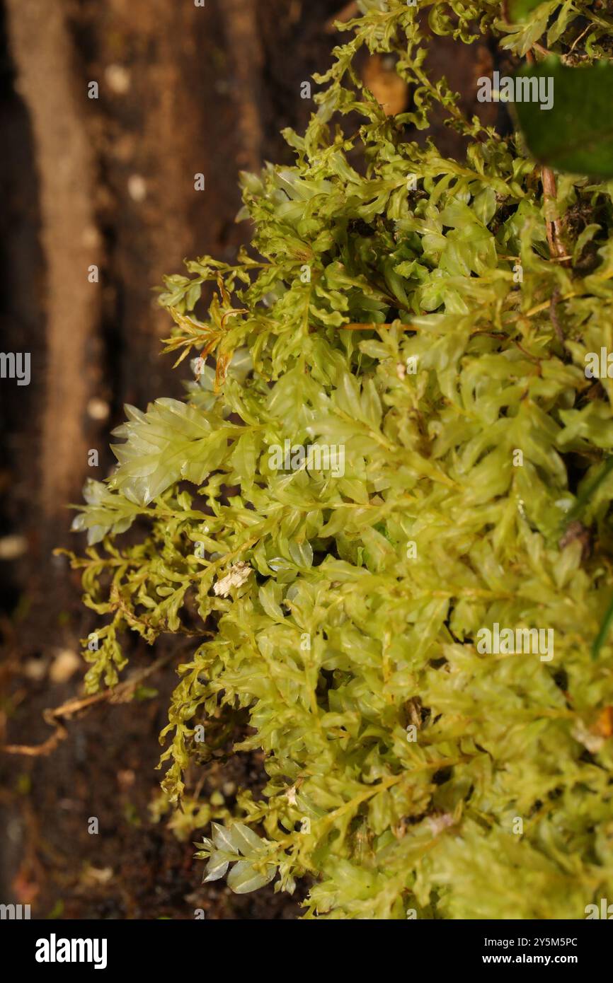 Palm-tree Moss (Plagiomnium undulatum) Plantae Stock Photo - Alamy