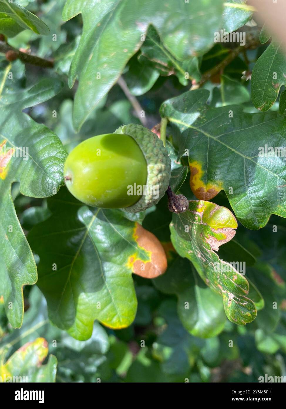 English oak (Quercus robur) Plantae Stock Photo - Alamy