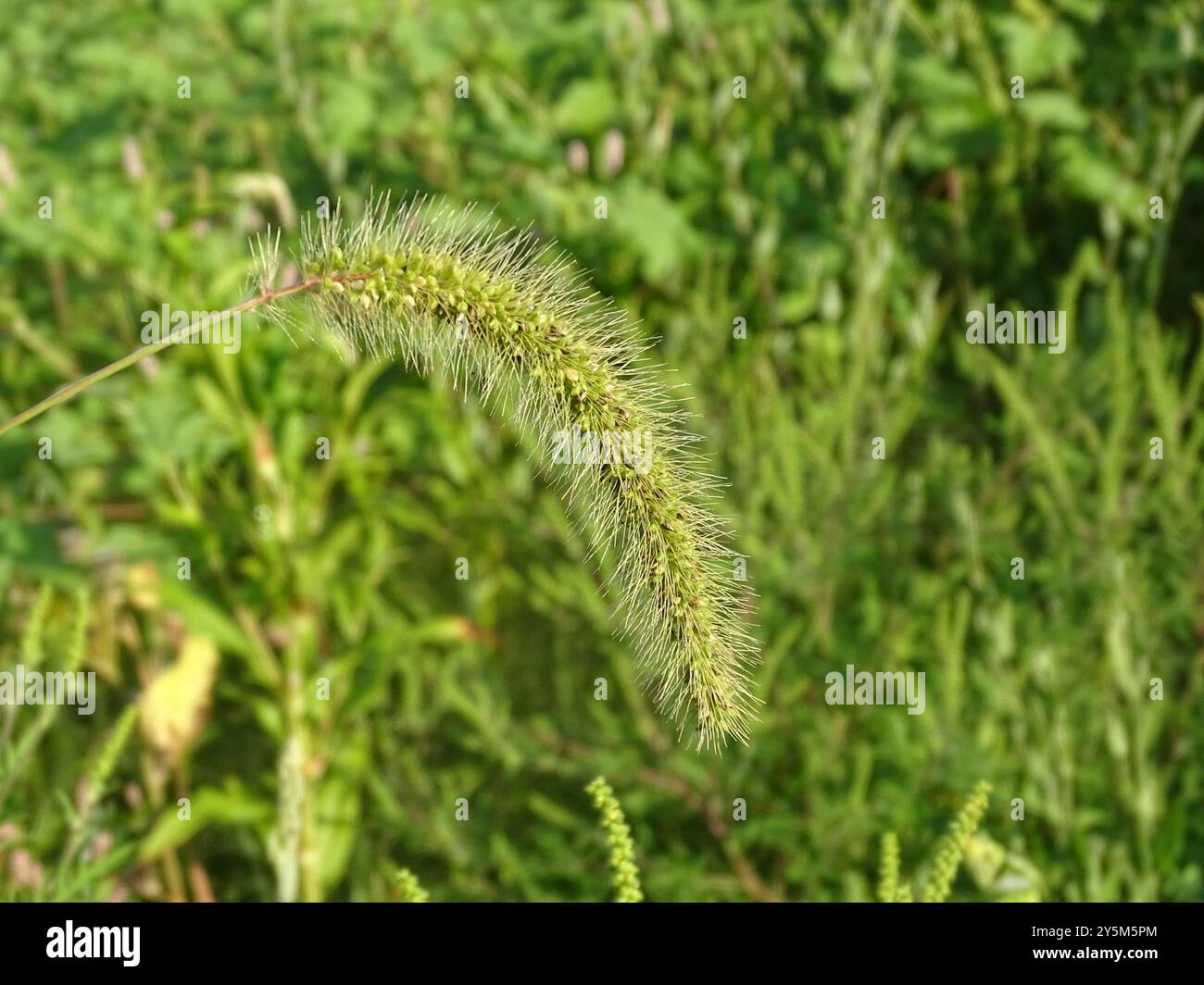 giant foxtail (Setaria faberi) Plantae Stock Photo - Alamy