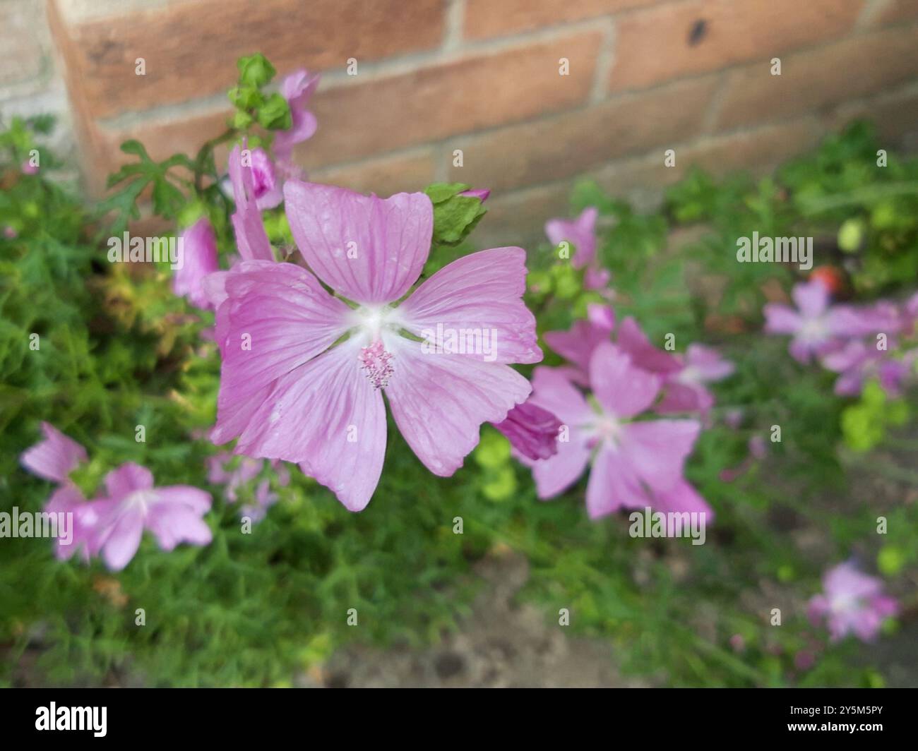 musk mallow (Malva moschata) Plantae Stock Photo - Alamy