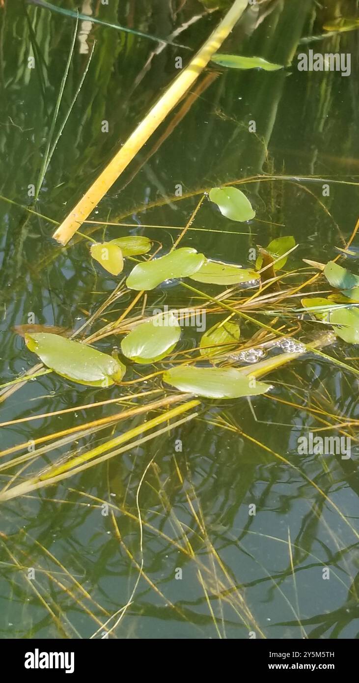 Longleaf Pondweed (Potamogeton nodosus) Plantae Stock Photo - Alamy