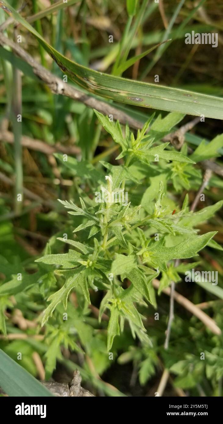 western ragweed (Ambrosia psilostachya) Plantae Stock Photo - Alamy