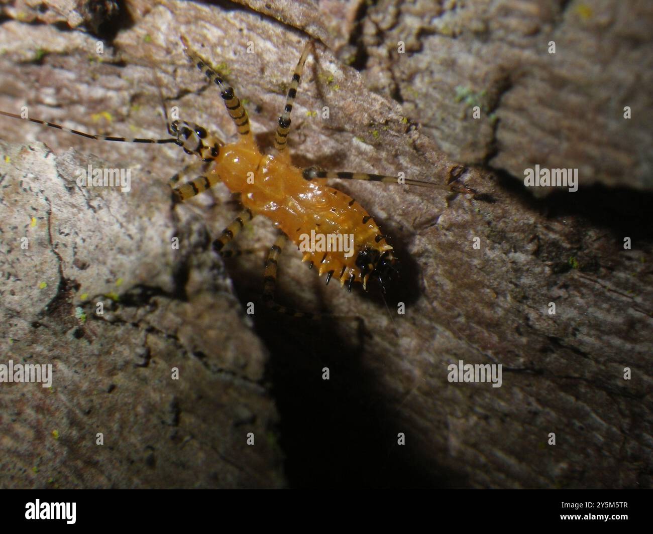 Orange Assassin Bug (Pselliopus barberi) Insecta Stock Photo - Alamy
