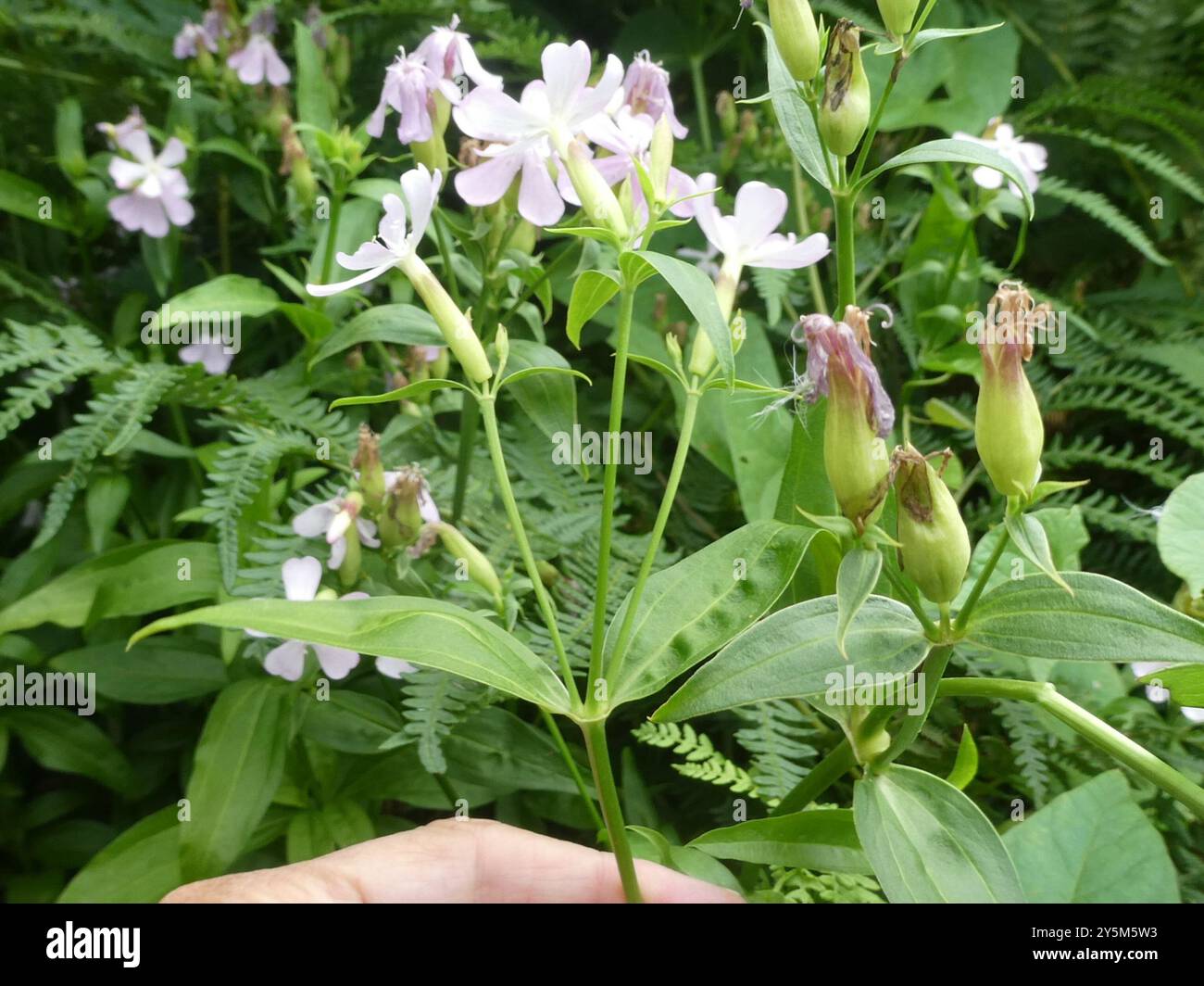common soapwort (Saponaria officinalis) Plantae Stock Photo - Alamy