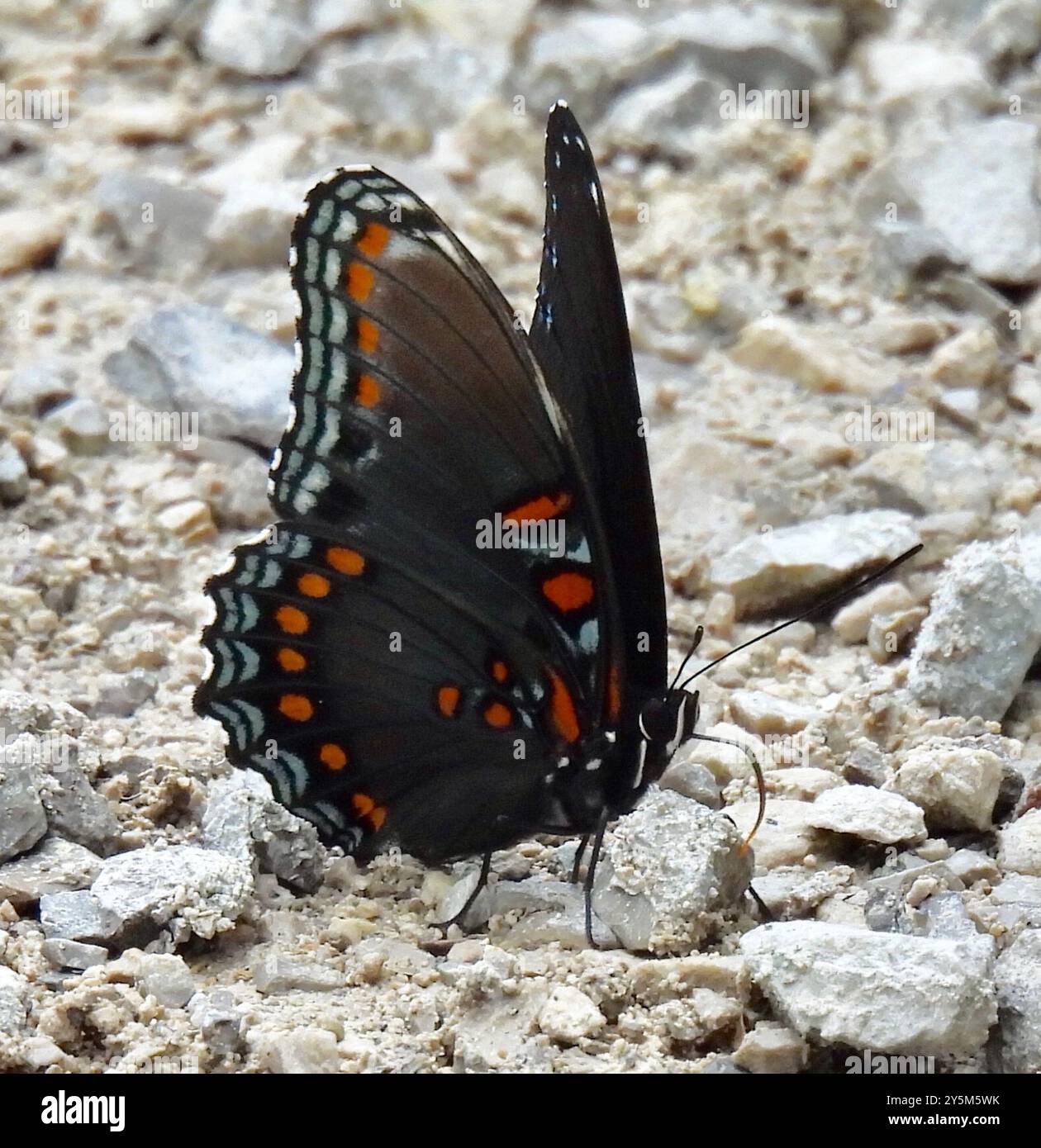 Red-spotted Admiral (Limenitis arthemis) Insecta Stock Photo - Alamy