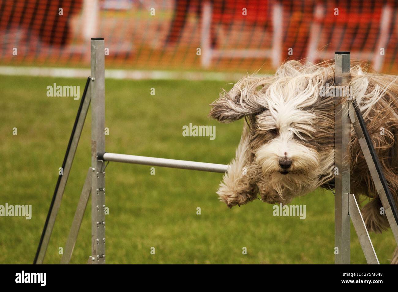 Dog jumping over a hurdle in the agility course Stock Photo - Alamy