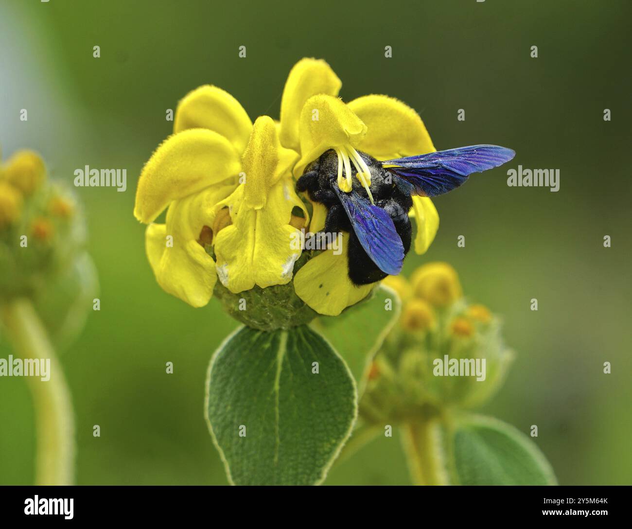 Large violet carpenter bee, violet-winged carpenter bee, Xylocopa violacea, violet carpenter bee ...