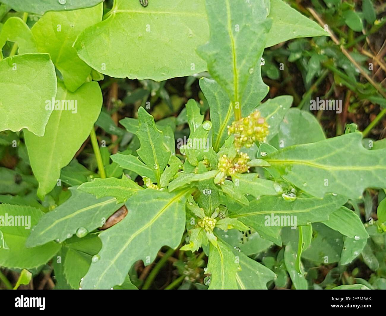 oak-leaved goosefoot (Oxybasis glauca) Plantae Stock Photo - Alamy