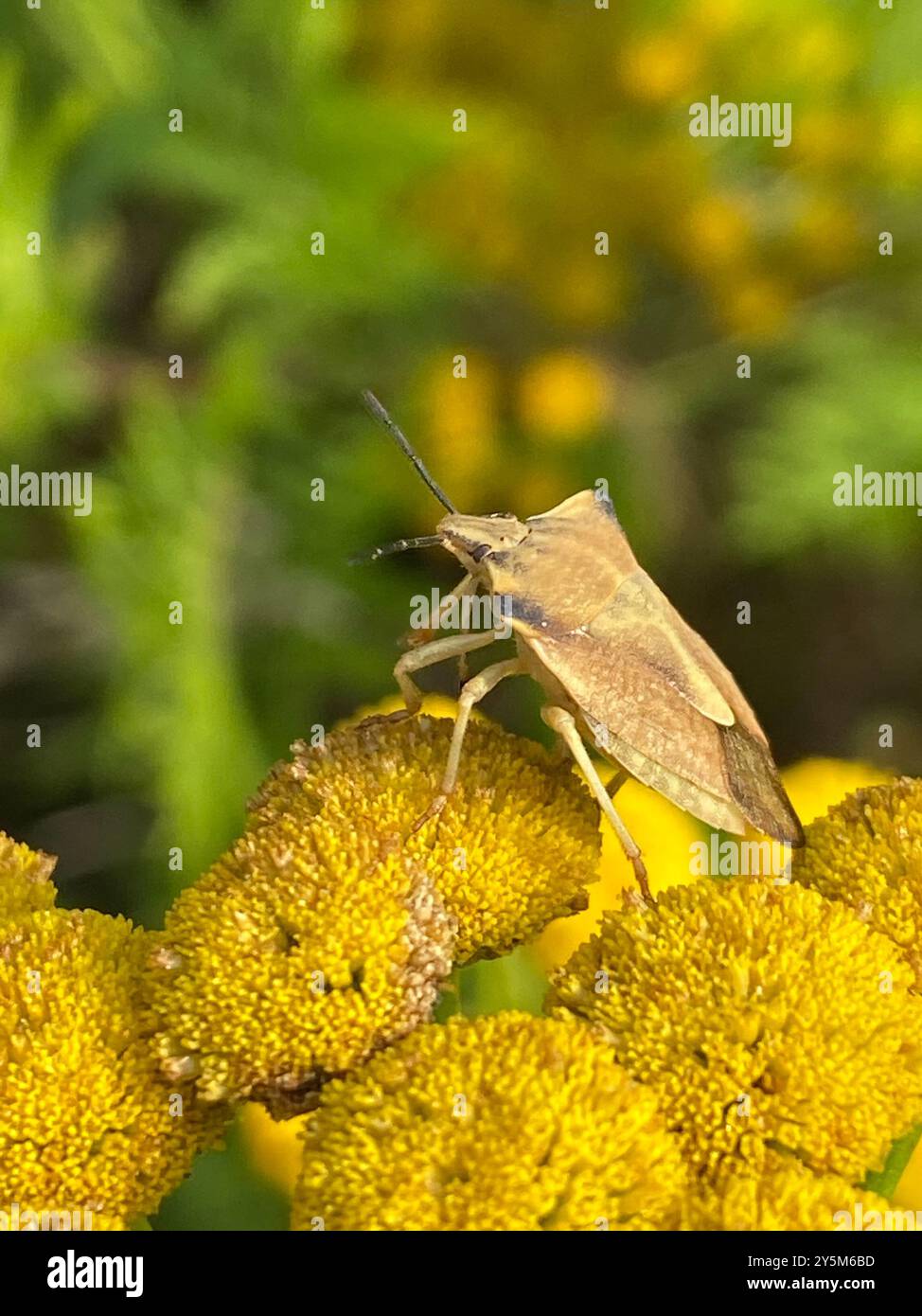 northern fruit bug (Carpocoris fuscispinus) Insecta Stock Photo - Alamy