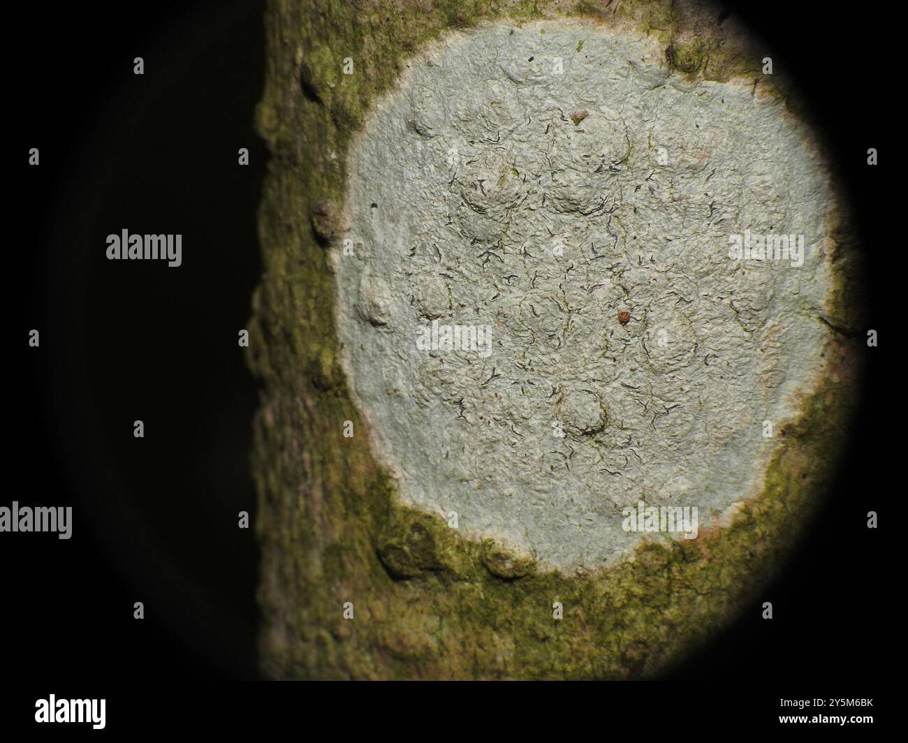Common Script Lichen (Graphis scripta) Fungi Stock Photo - Alamy