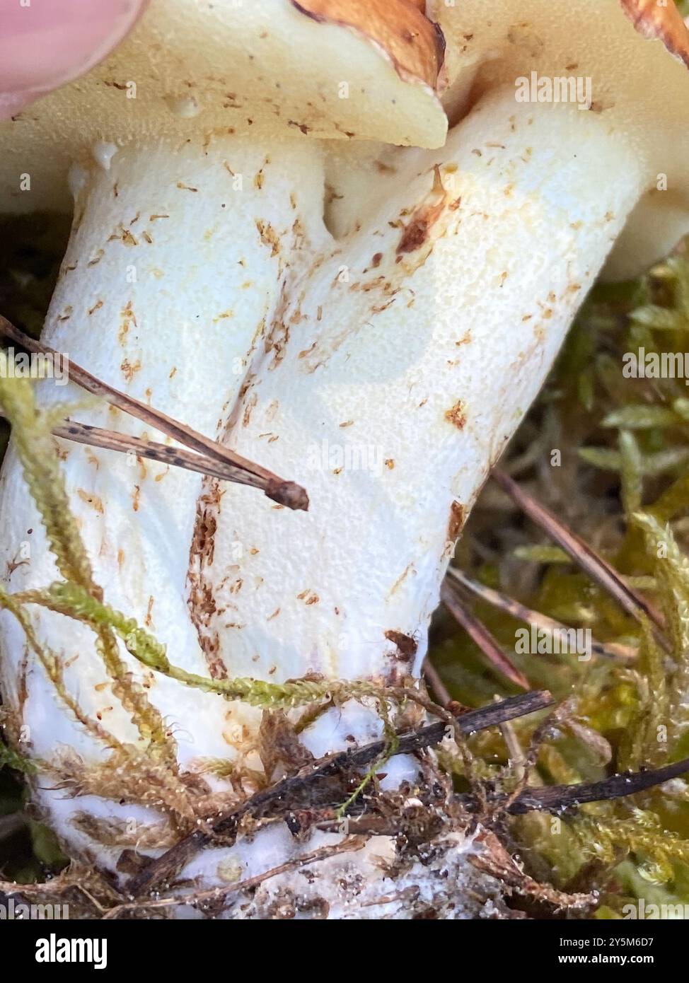 Dotted-stalked Suillus (Suillus granulatus) Fungi Stock Photo - Alamy
