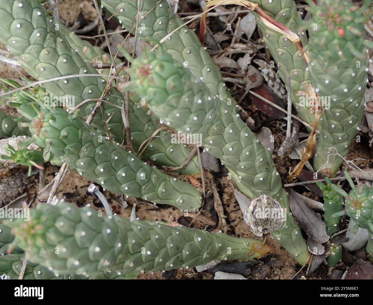 Medusa's-head (Euphorbia caput-medusae) Plantae Stock Photo - Alamy