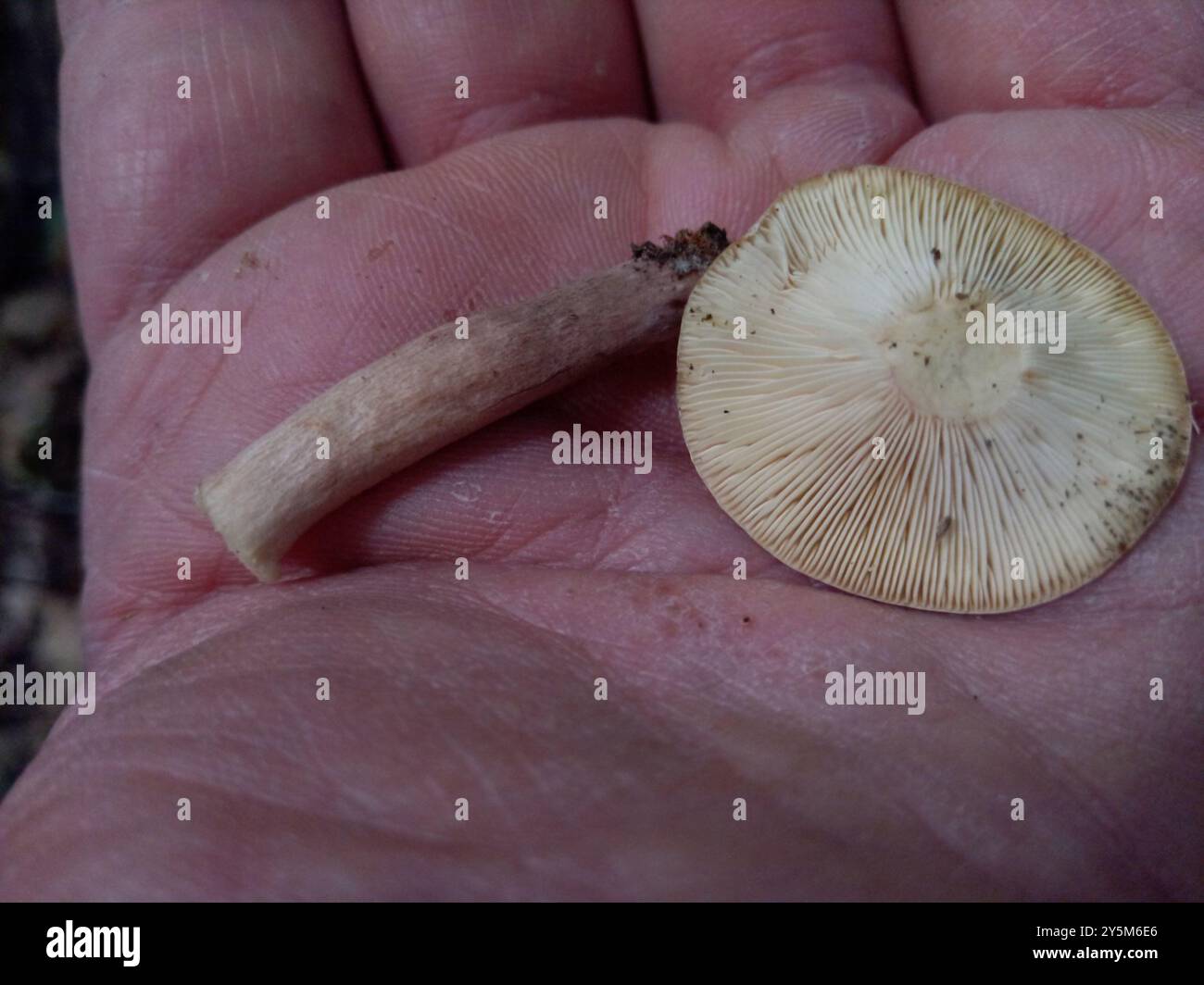Oakbug milkcap hi-res stock photography and images - Alamy