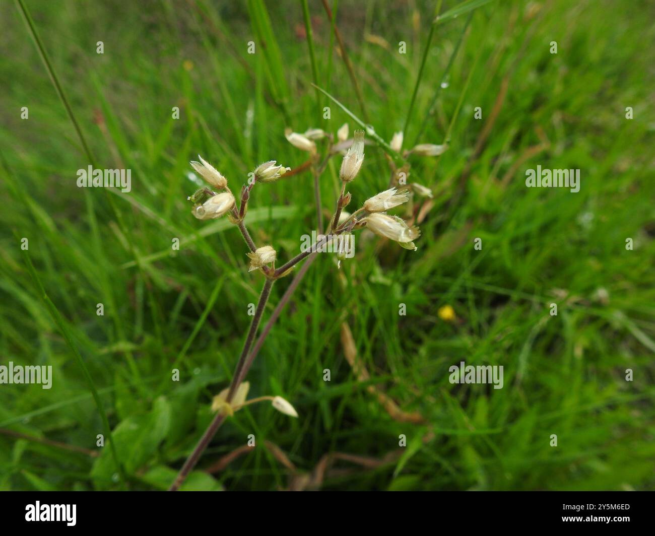 Common mouse-ear chickweed (Cerastium fontanum) Plantae Stock Photo - Alamy