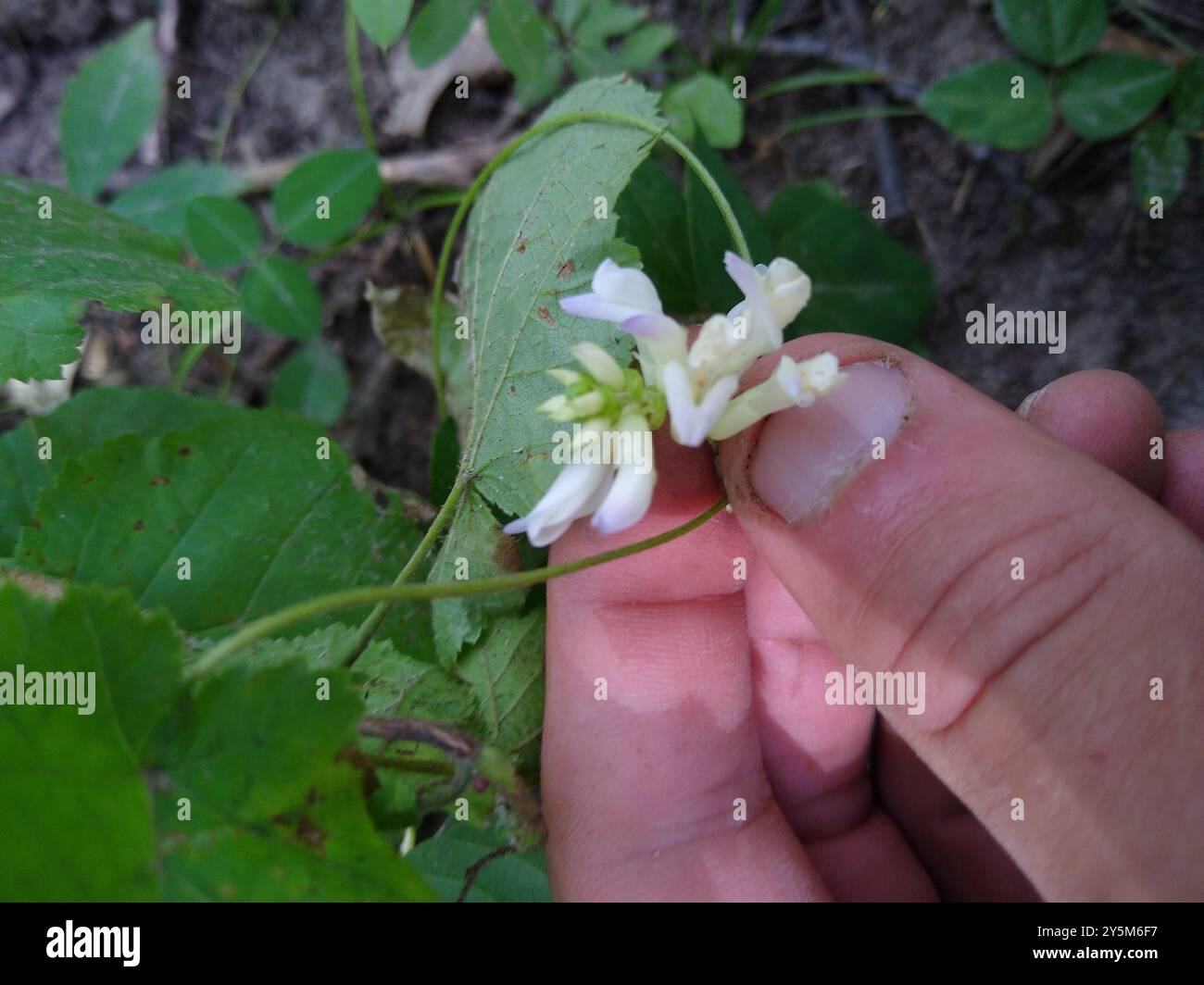 American hog-peanut (Amphicarpaea bracteata) Plantae Stock Photo - Alamy