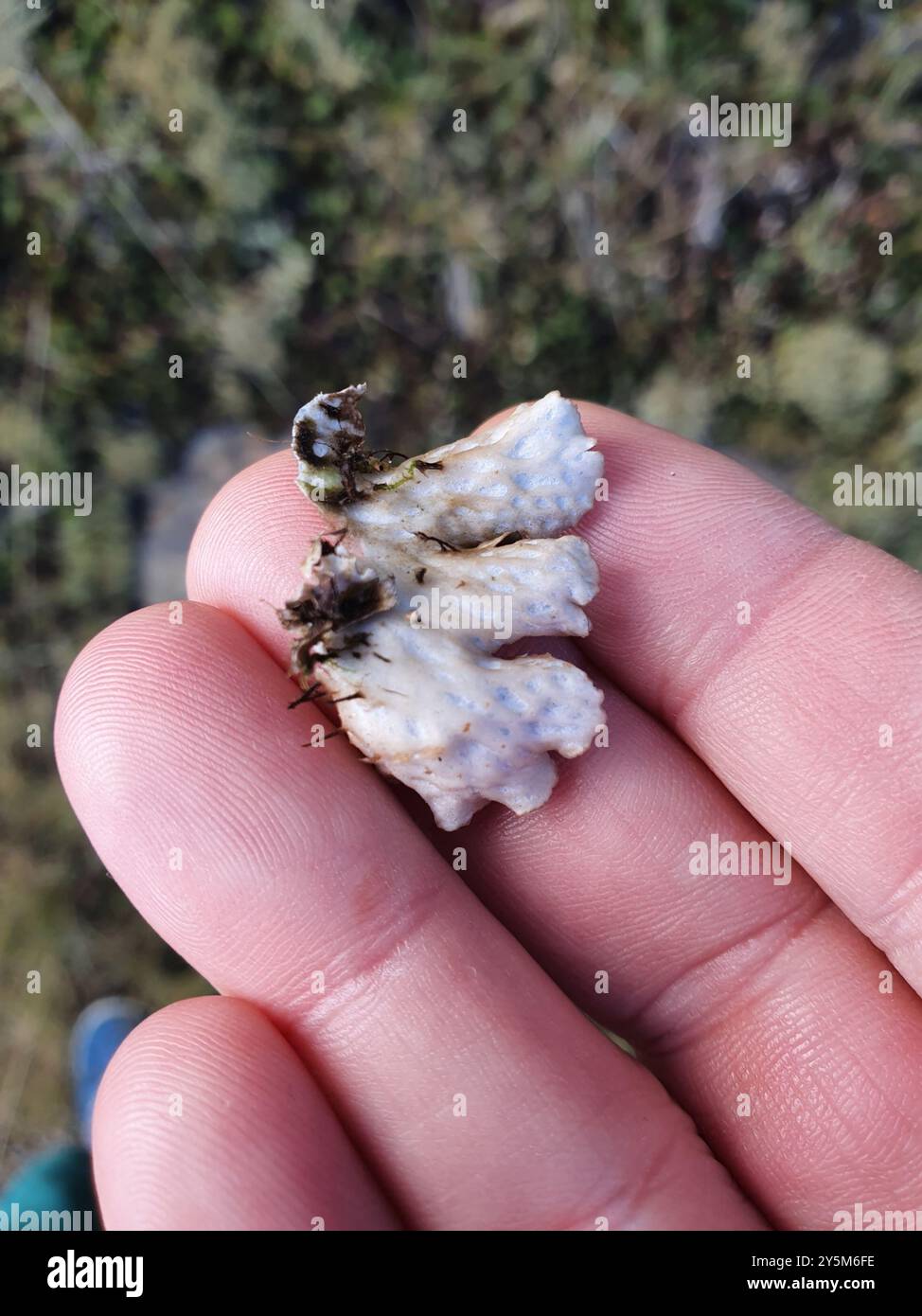 Blacksaddle pelt lichen (Peltigera neckeri) Fungi Stock Photo - Alamy