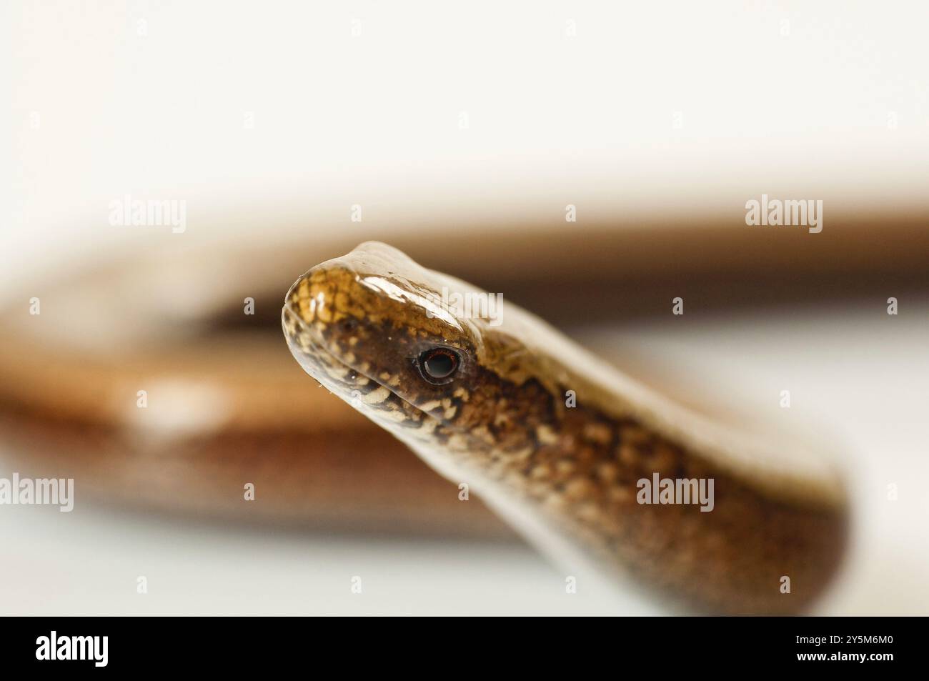 Worm lizards hi-res stock photography and images - Alamy