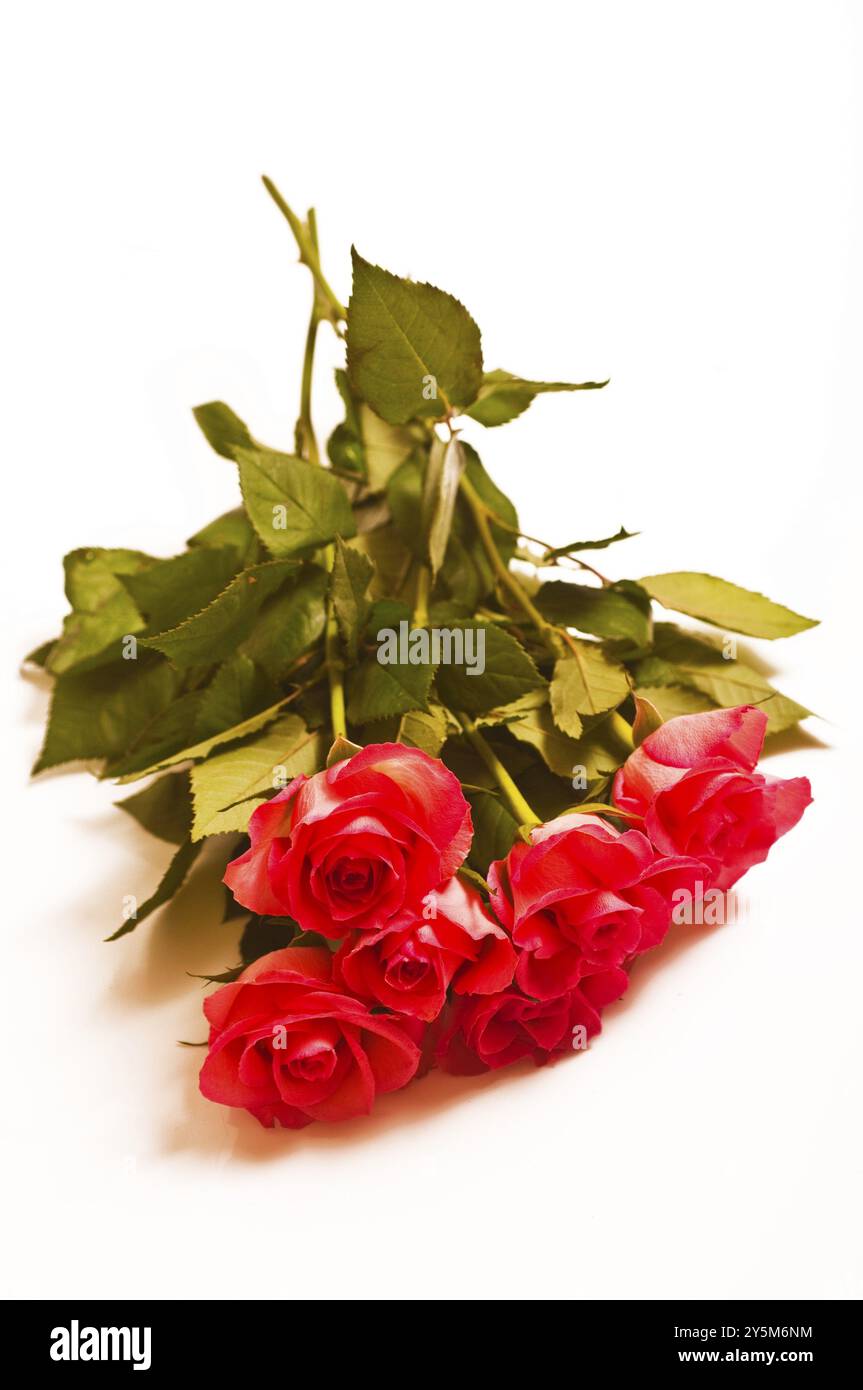 Roses on photo Cut Out Stock Images & Pictures - Alamy