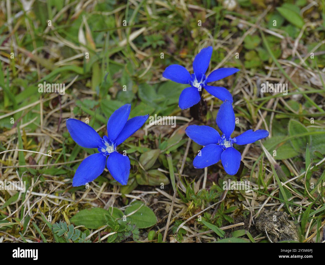 Spring gentian, Gentiana verna, spring gentian Stock Photo - Alamy