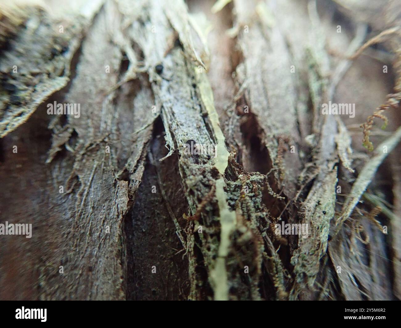 (Lopadium disciforme) Fungi Stock Photo - Alamy