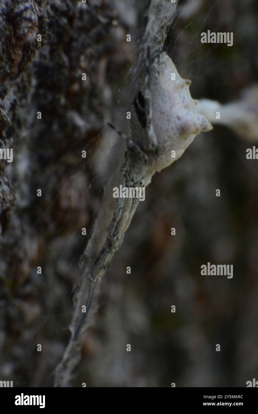 Feather-legged Spiders (Uloborus) Arachnida Stock Photo - Alamy