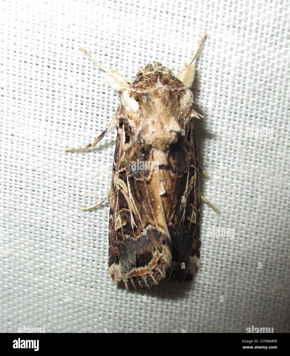 Mediterranean Brocade (Spodoptera littoralis) Insecta Stock Photo - Alamy