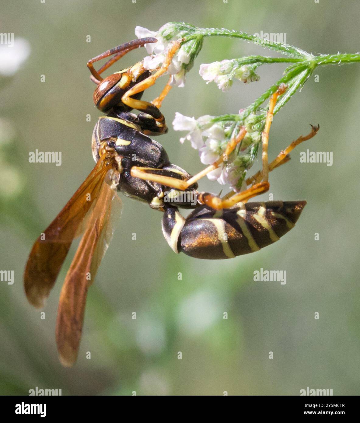 Northern Paper Wasp (Polistes fuscatus) Insecta Stock Photo - Alamy