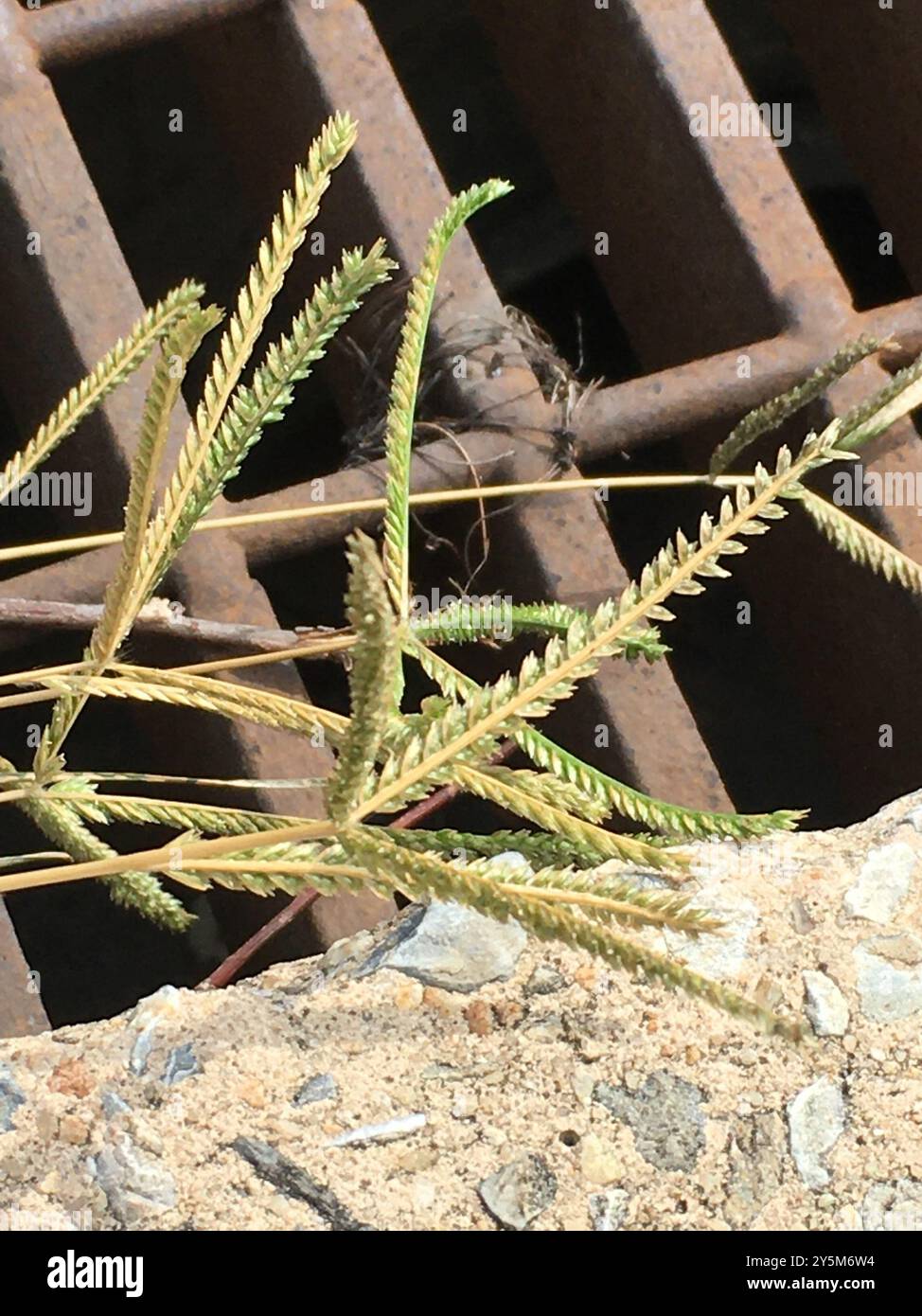 Goose Grass (Eleusine indica) Plantae Stock Photo - Alamy