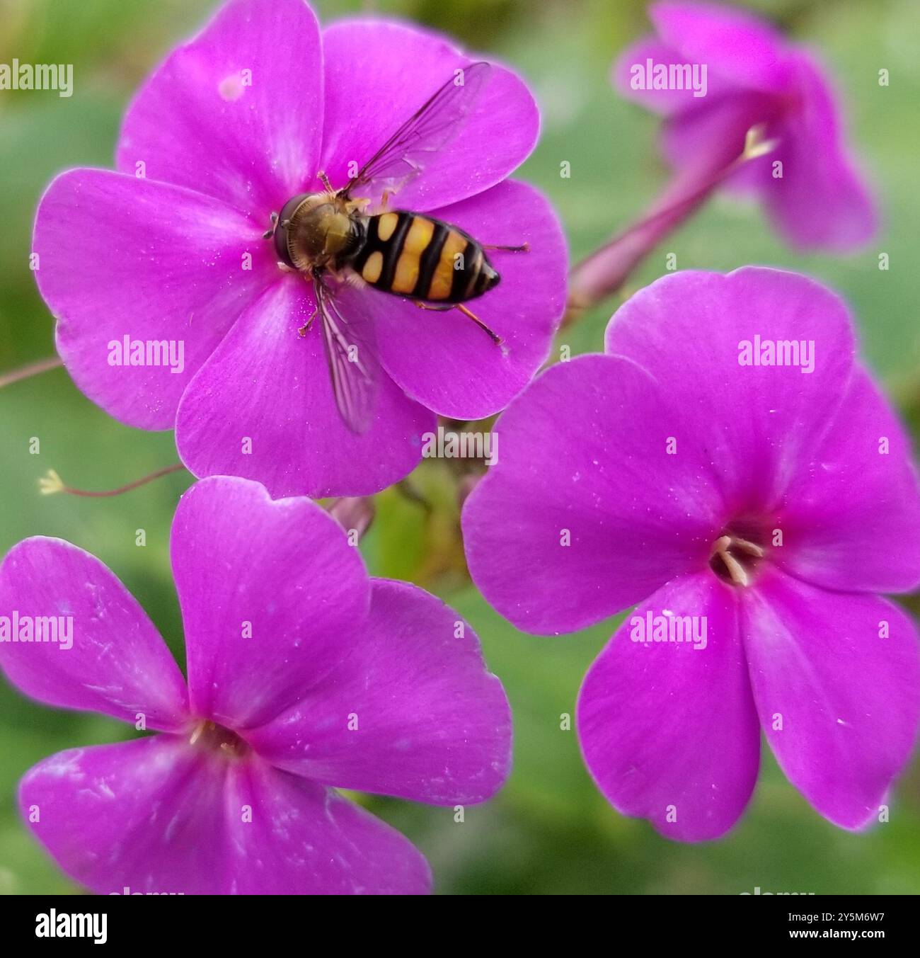Metasyrphus hi-res stock photography and images - Alamy
