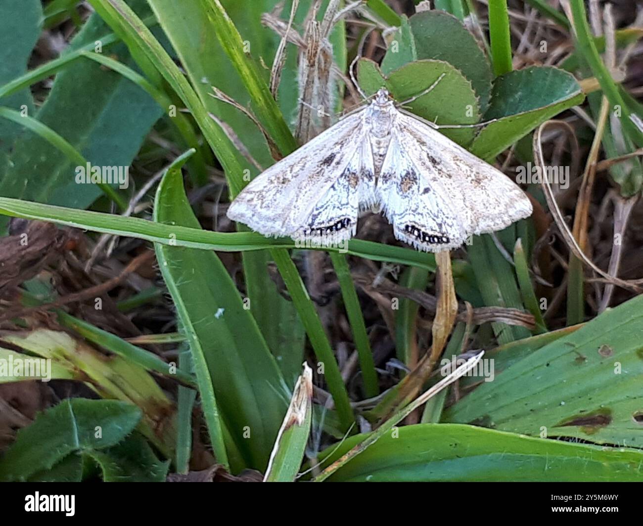 Small China-mark (Cataclysta lemnata) Insecta Stock Photo - Alamy