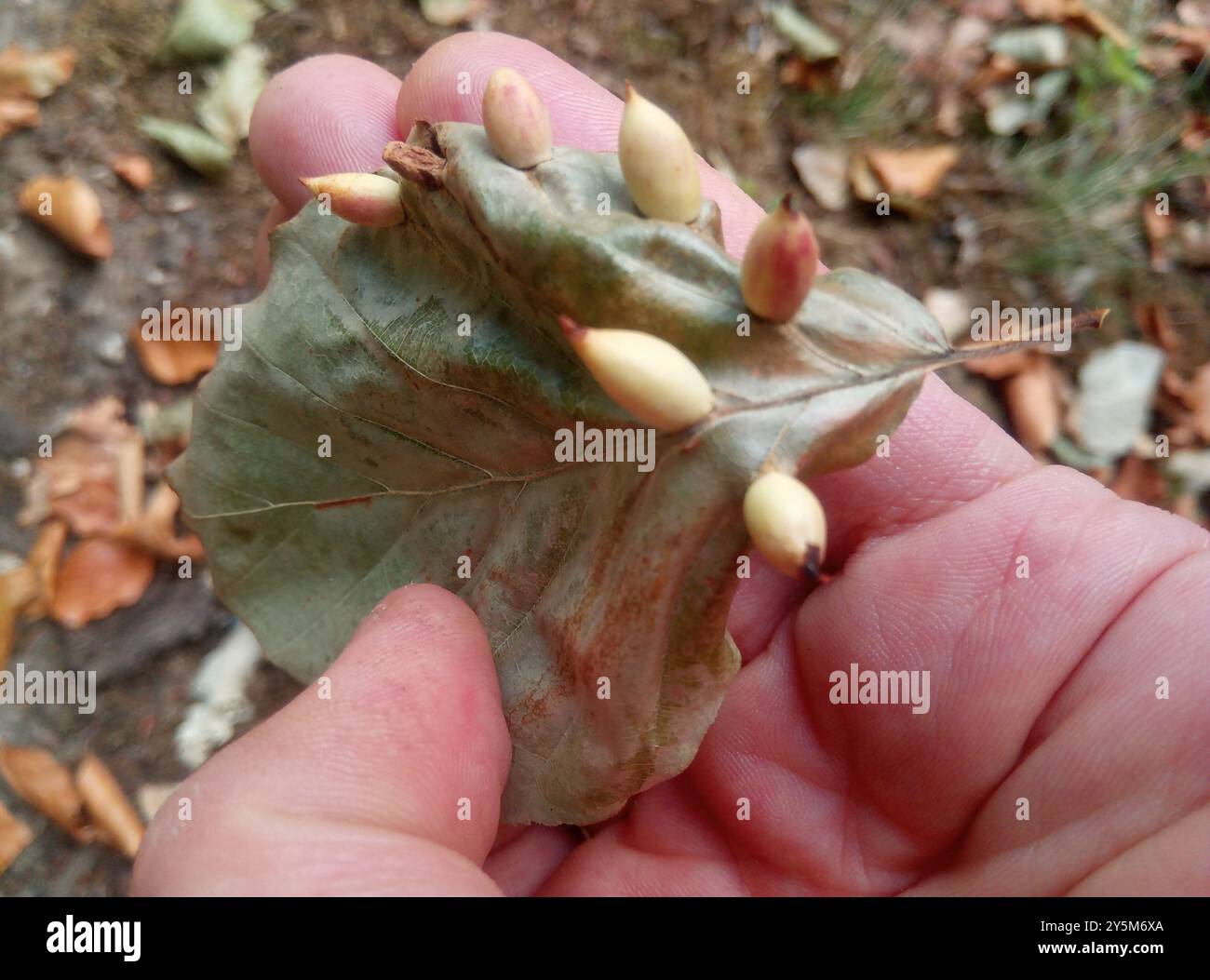 Beech Gall Midge (Mikiola fagi) Insecta Stock Photo - Alamy