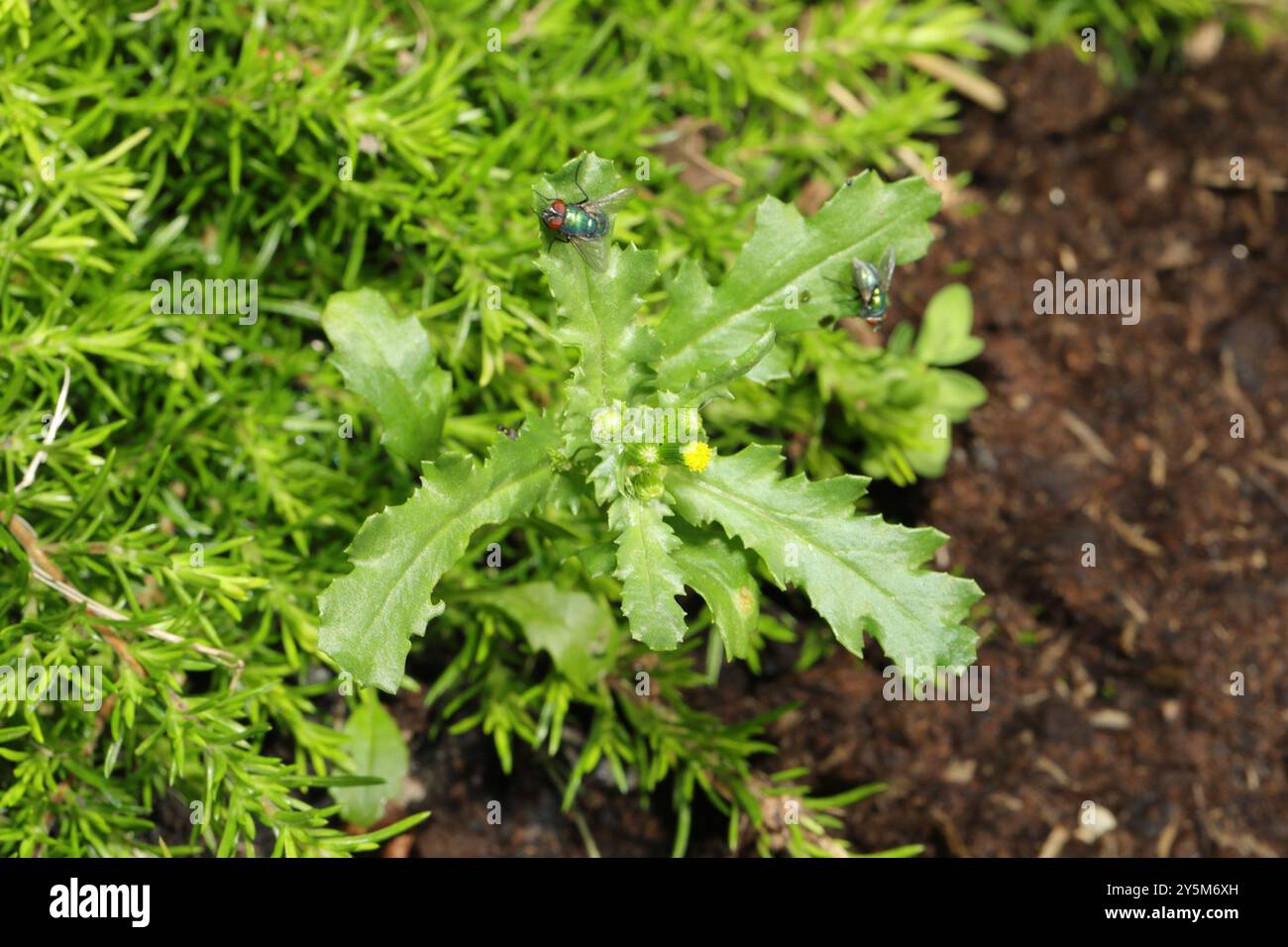 common groundsel (Senecio vulgaris) Plantae Stock Photo - Alamy