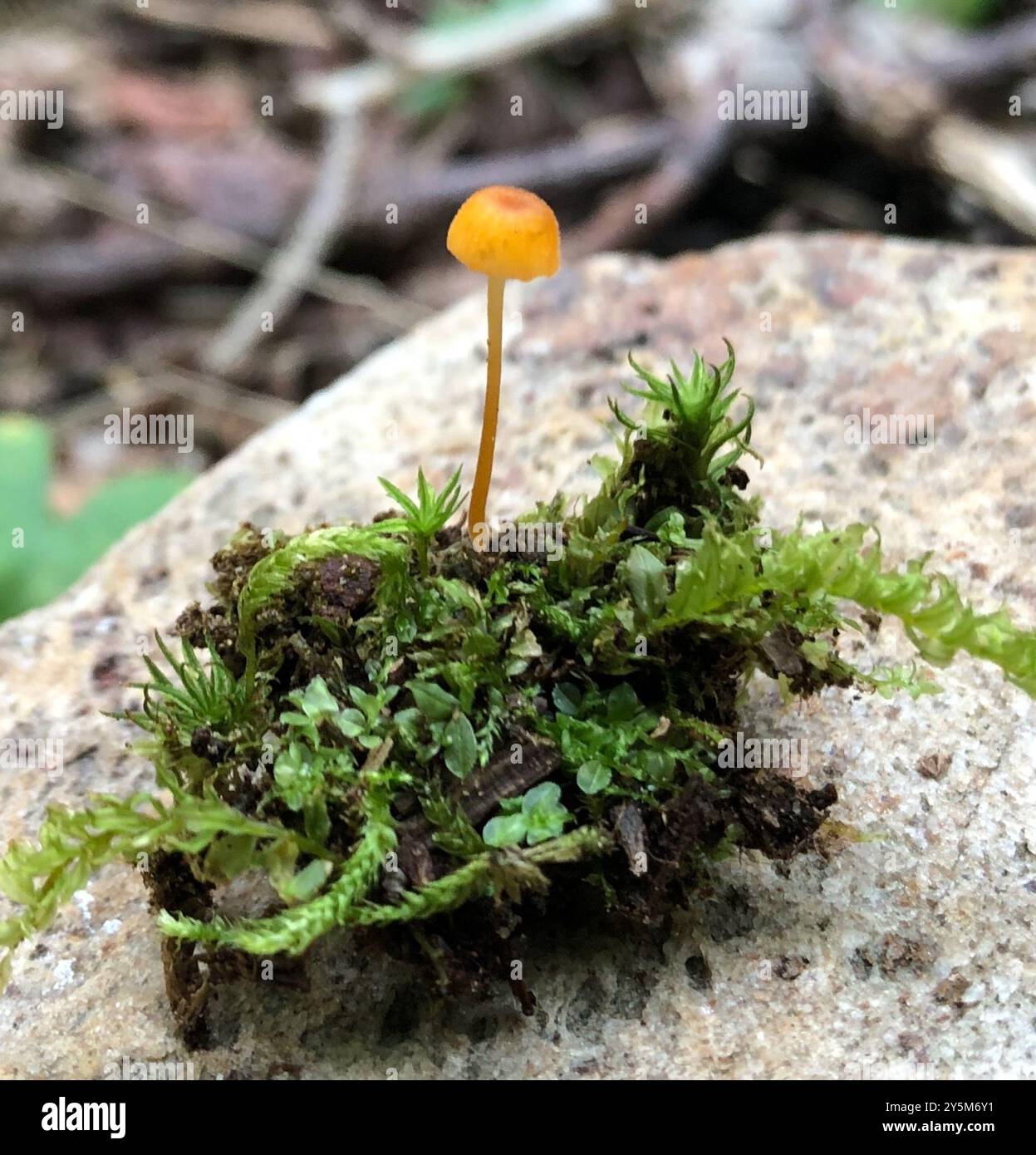 Orange Moss Navel (Rickenella fibula) Fungi Stock Photo - Alamy