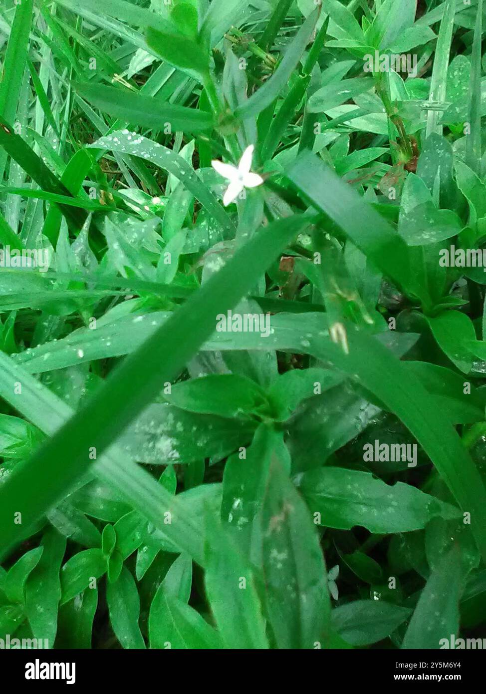 buttonweed (Diodia virginiana) Plantae Stock Photo - Alamy