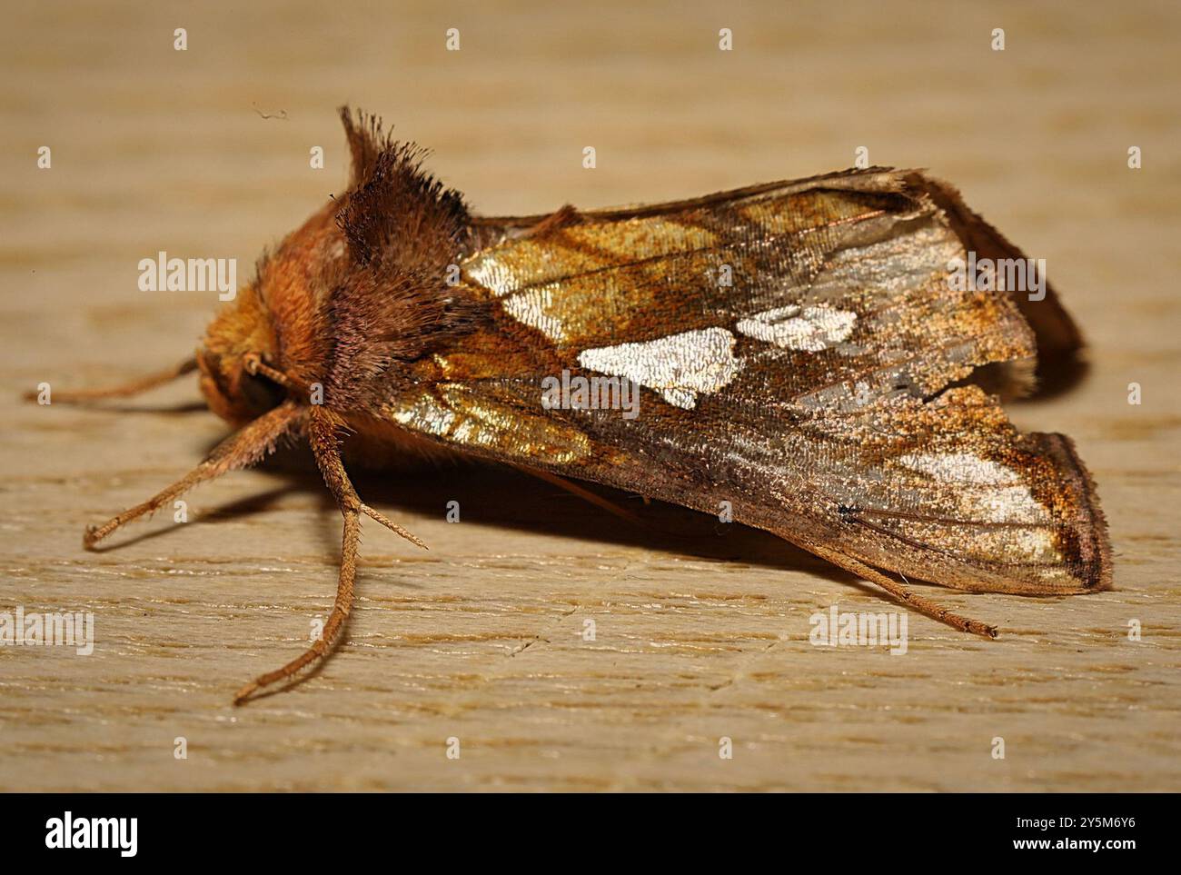 Gold Spot (Plusia festucae) Insecta Stock Photo - Alamy