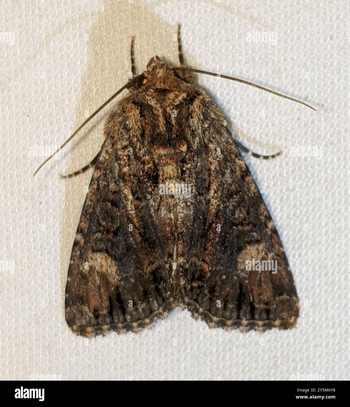 Rusty Shoulder Knot Moth (Aseptis binotata) Insecta Stock Photo - Alamy