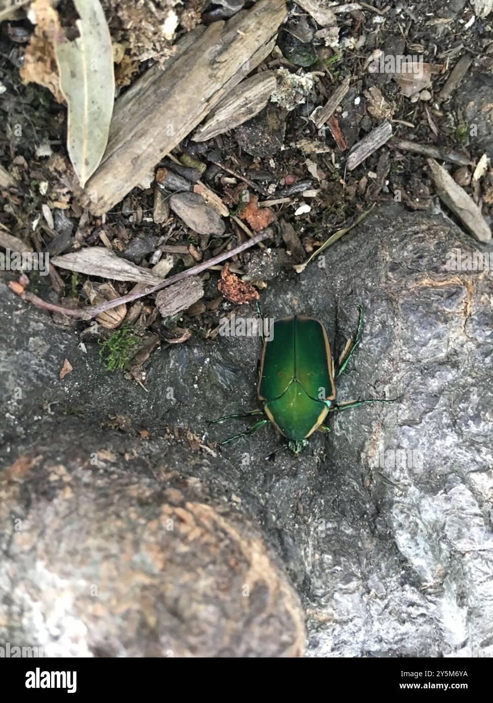 Common Green June Beetle (Cotinis nitida) Insecta Stock Photo - Alamy