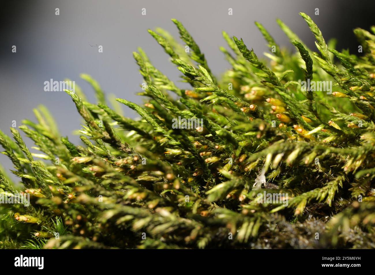 Lateral Cryphaea (Cryphaea heteromalla) Plantae Stock Photo - Alamy