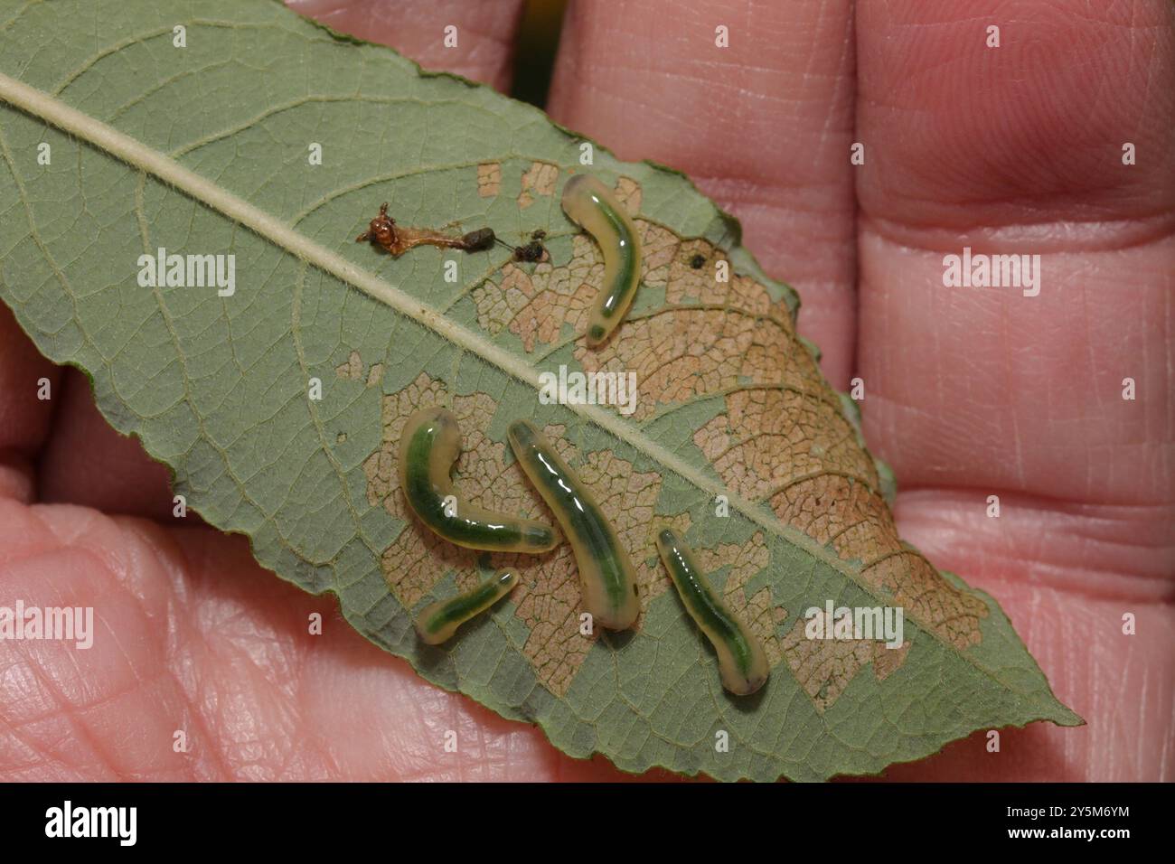 Oak Slug Sawfly (Caliroa annulipes) Insecta Stock Photo - Alamy