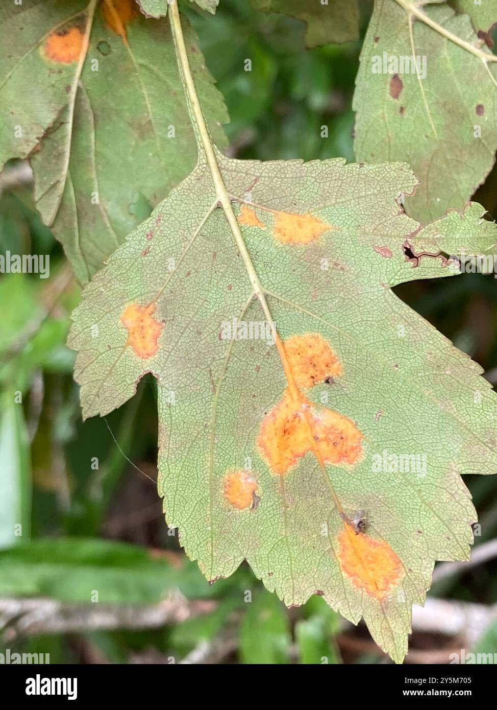 Juniper-hawthorn rust (Gymnosporangium globosum) Fungi Stock Photo - Alamy