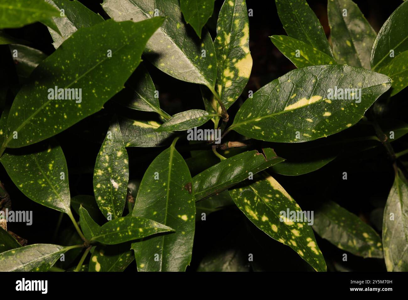 Japanese aucuba (Aucuba japonica) Plantae Stock Photo - Alamy