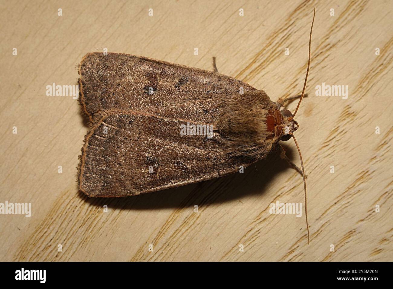 Lesser Yellow Underwing (Noctua comes) Insecta Stock Photo - Alamy